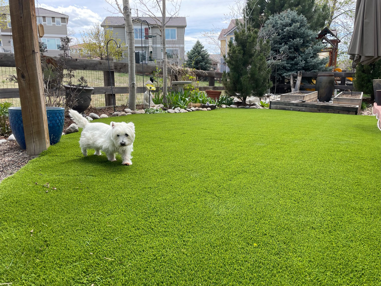 Build a Dog-Proof Backyard: Our Advice for Low Maintenance Yards