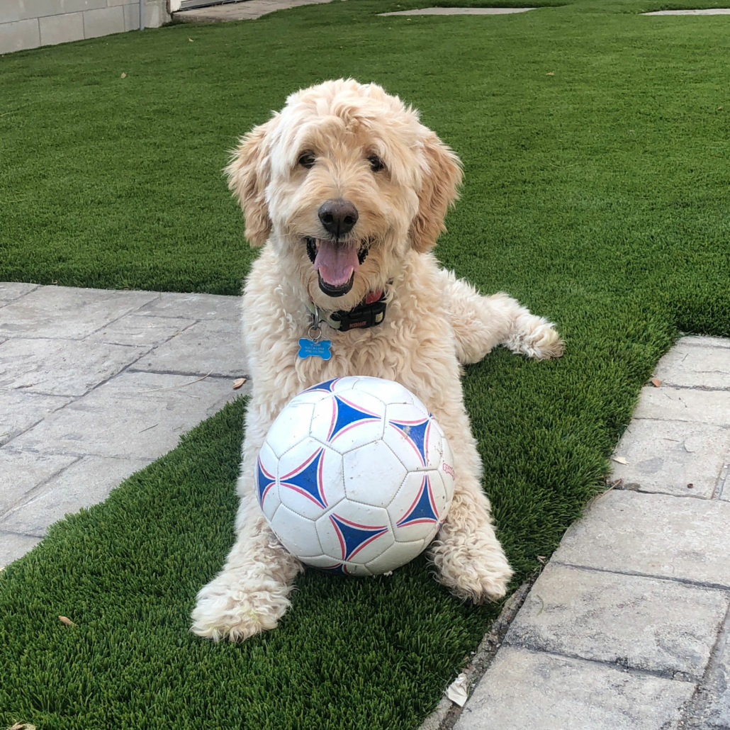 Build a Dog-Proof Backyard: Our Advice for Low Maintenance Yards